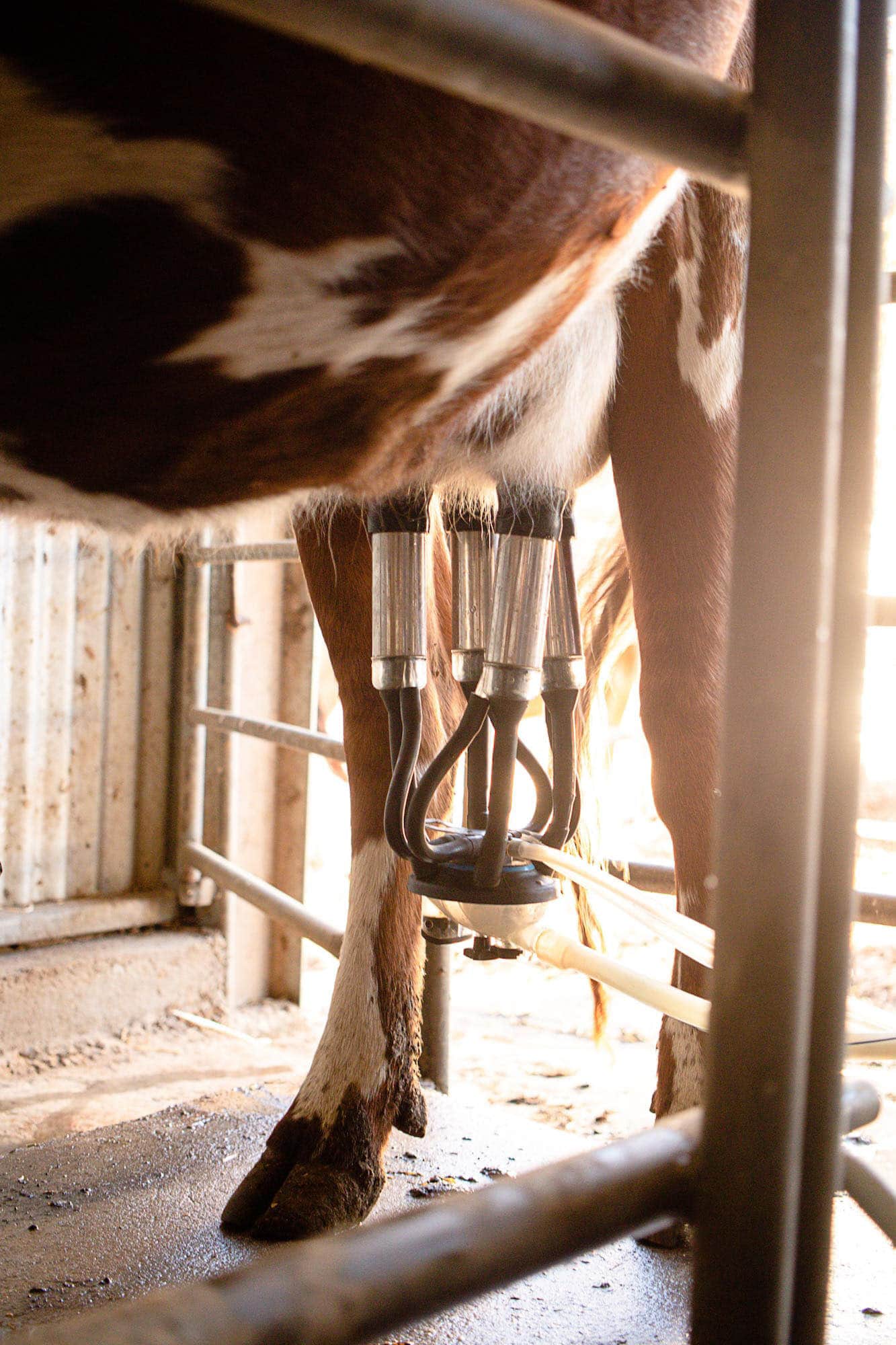 Korinya Farm Gate - Grass Fed, Pasture Raised Meats