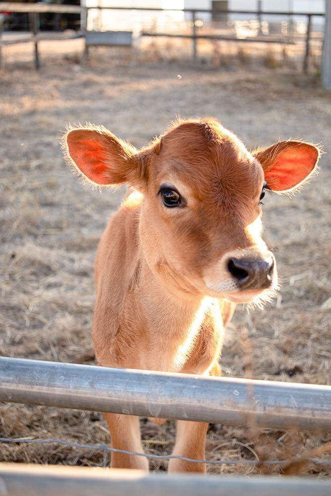 Korinya Farm Gate - Grass Fed, Pasture Raised Meats